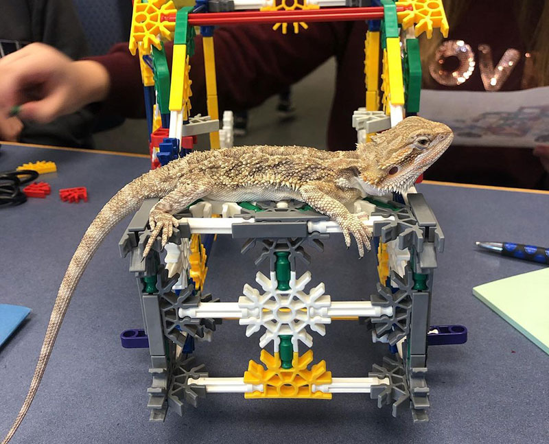 Move Over, Cats. Bearded Dragons Make Great Library Pets. | School ...